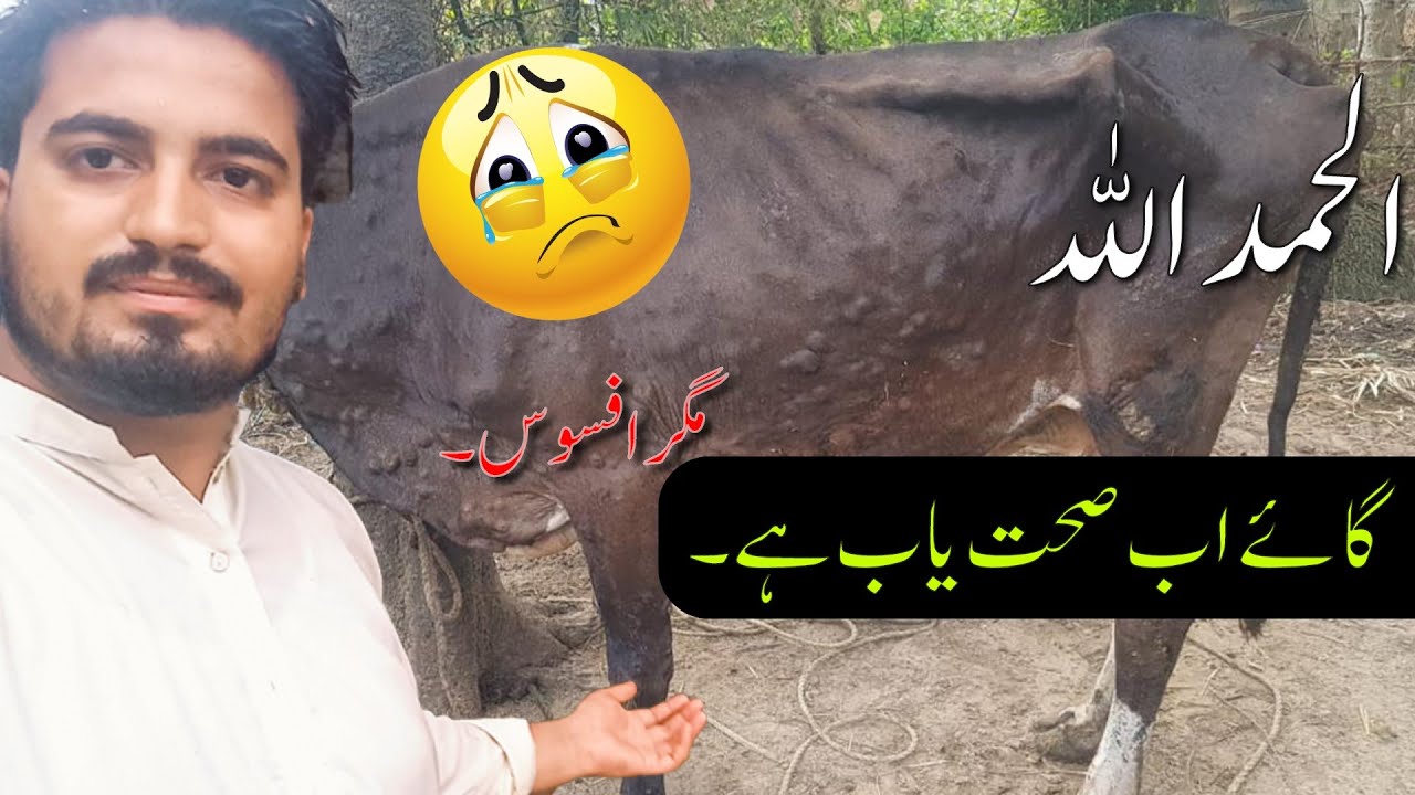 Lampi Virus Disease Treatment..! My Cow is now fully recovered | Cattle ...
