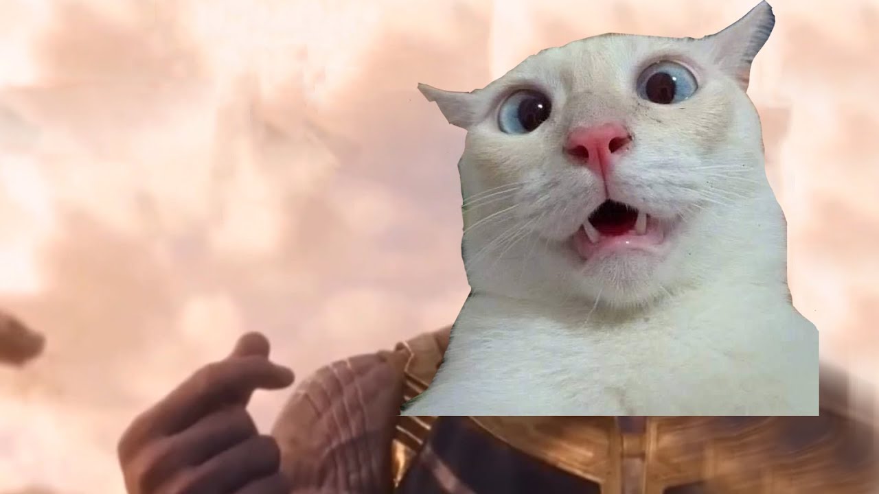 Cat the Box (The Box Cat Memes Parody Roddy Ricch) - YouTube