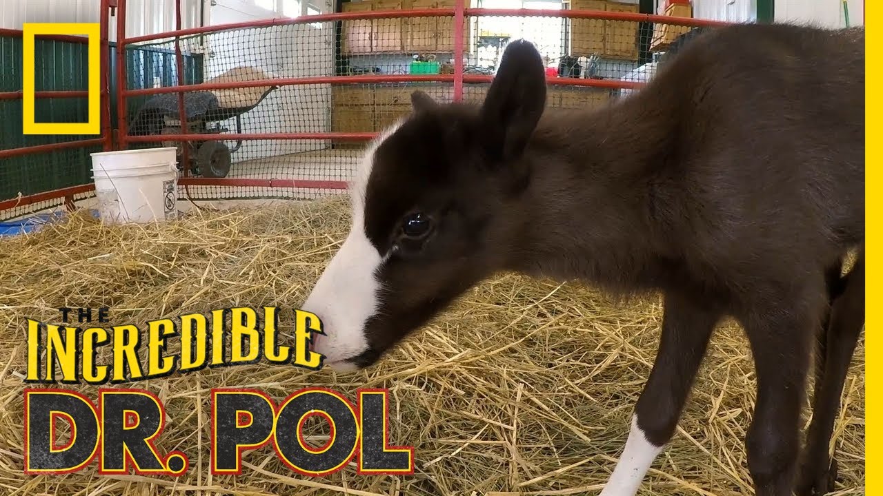 A Sick Baby Reindeer | The Incredible Dr. Pol - YouTube