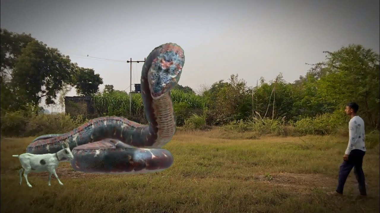 Anaconda Snake In Real Life Hd Video | #biganaconda | Snake Video - YouTube