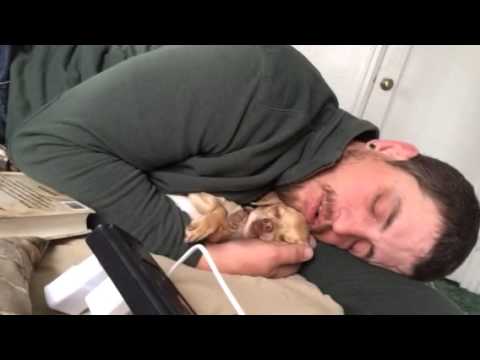 Dad and chihuahua snoring - YouTube