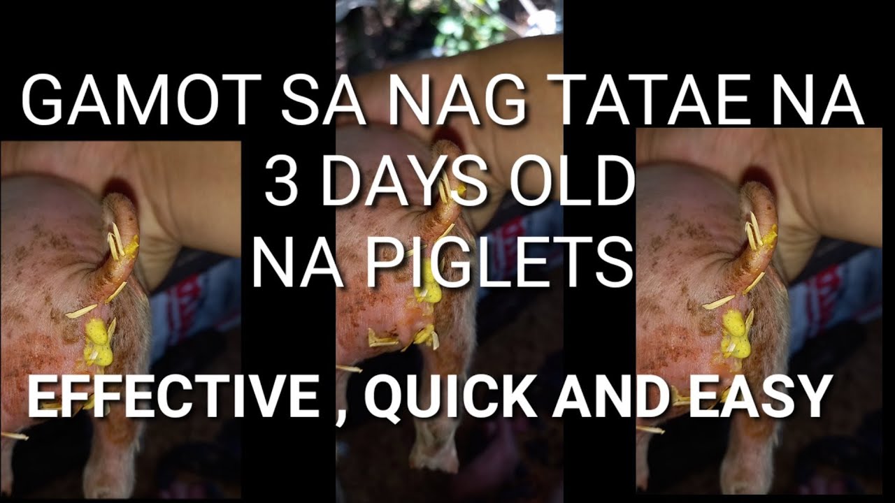GAMOT SA NAG TATAE NA 3 DAYS OLD PIGLETS QUICK AND EASY - YouTube