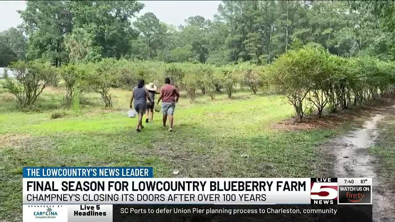 VIDEO: Final season for Lowcountry blueberry farm - YouTube