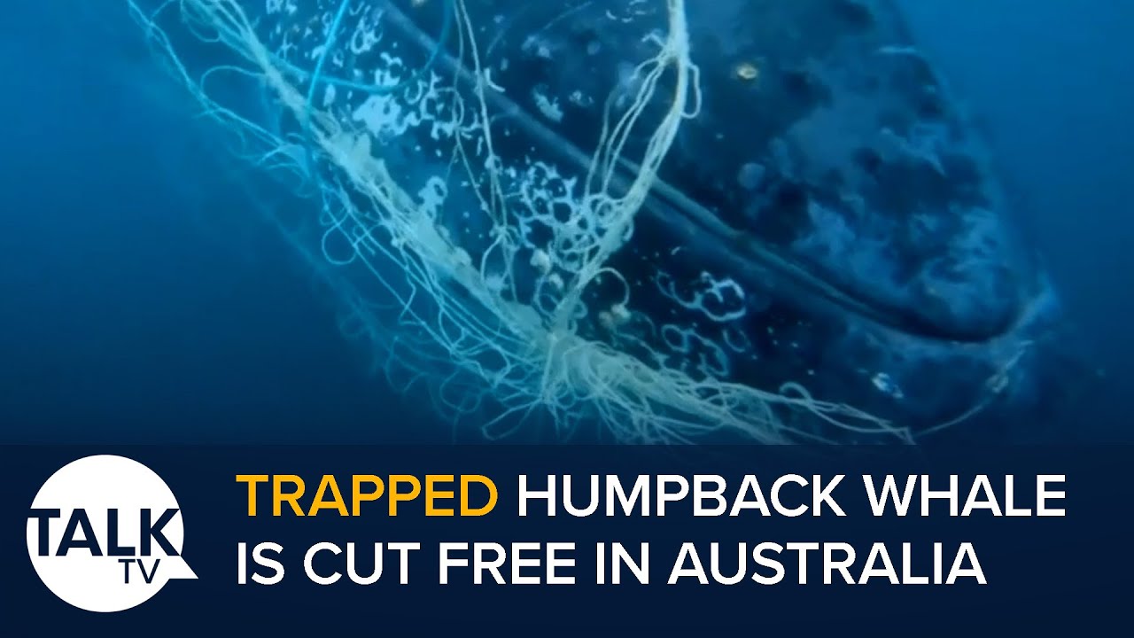 Amazing Moment Trapped Humpback Whale Is Cut Free In Australia - YouTube