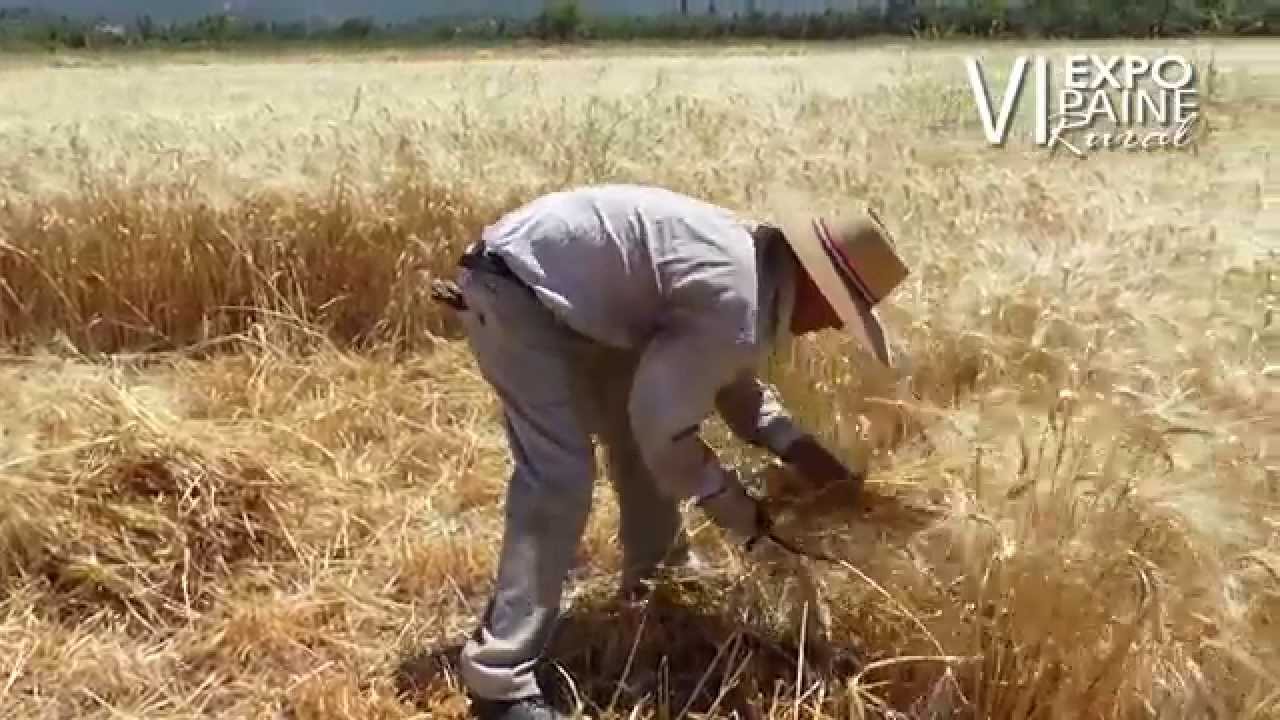 Gente Cosechando Trigo A Mano