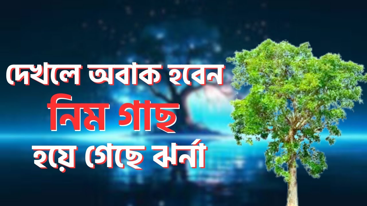 নিম গাছ ঝর্না হয়ে গেল || নিম গাছ দিয়ে পানি পড়ছে ||Nim gach diye pani ...