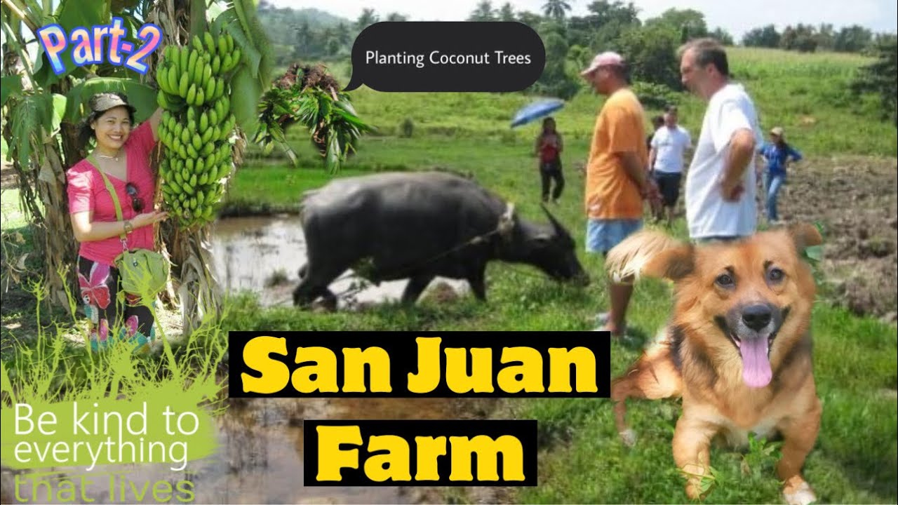 Part-2. Planting Coconut Trees in San Juan . Operations tanom mga ...