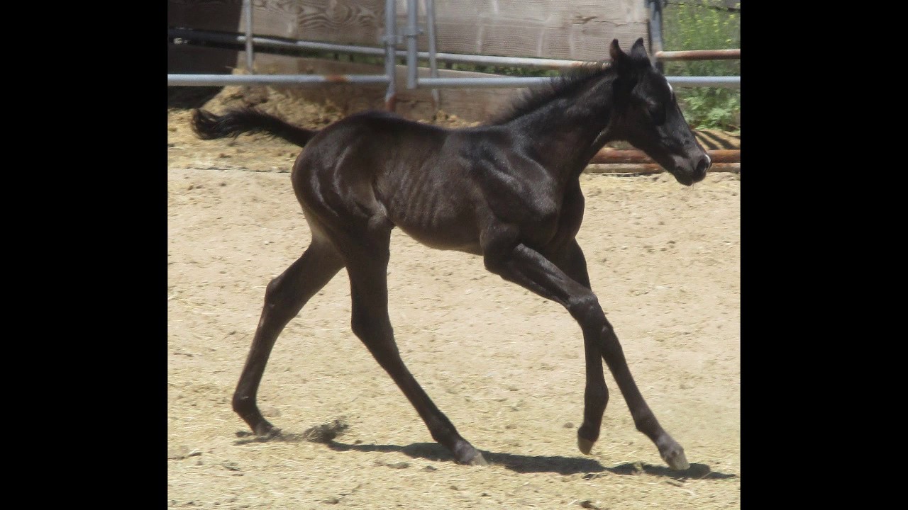 BLACK FILLY RUNNING & COW BRED - YouTube