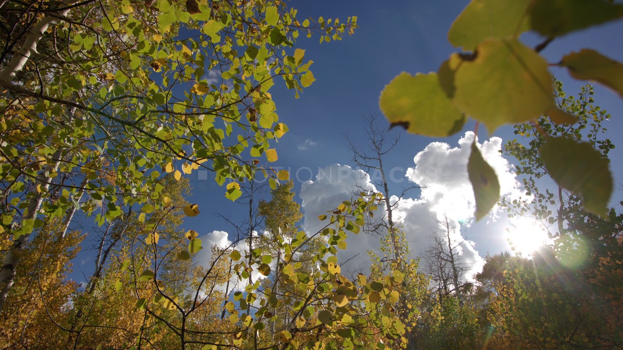 Fall Leaves and Blue Sky Stock Footage - YouTube
