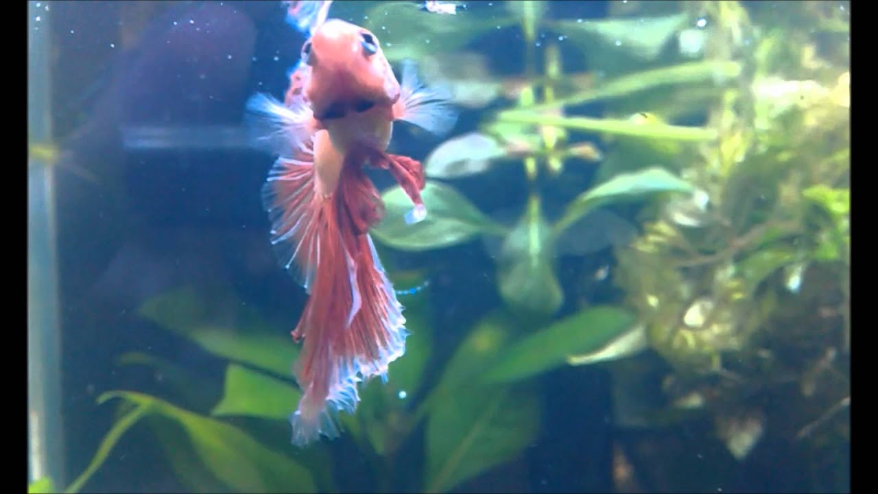 Beethoven - My Super Delta Tail Betta Splendens - YouTube