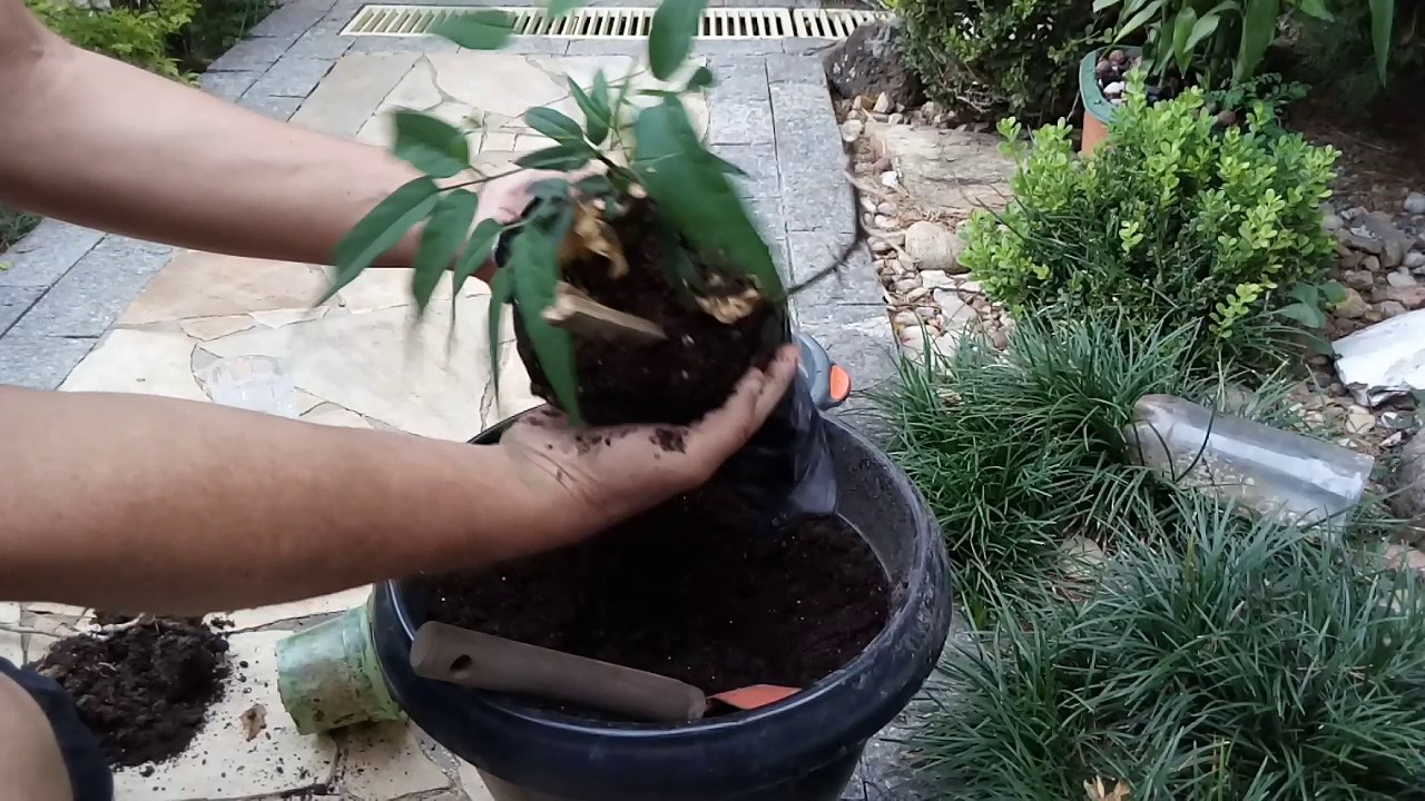 Como Replantar Mudas para Vasos Maiores ou Local Definitivo ! - YouTube