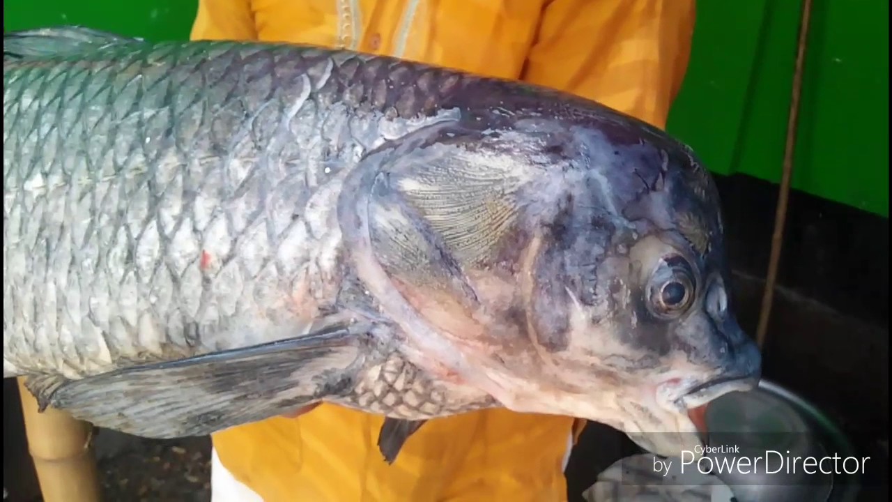 Uncommon fish how this fish look like man mouth stile HD,#sjasimtv ...