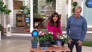 Phillip Watson Designs 1pc Game Changer Lace Cap Hydrangea Plant on QVC