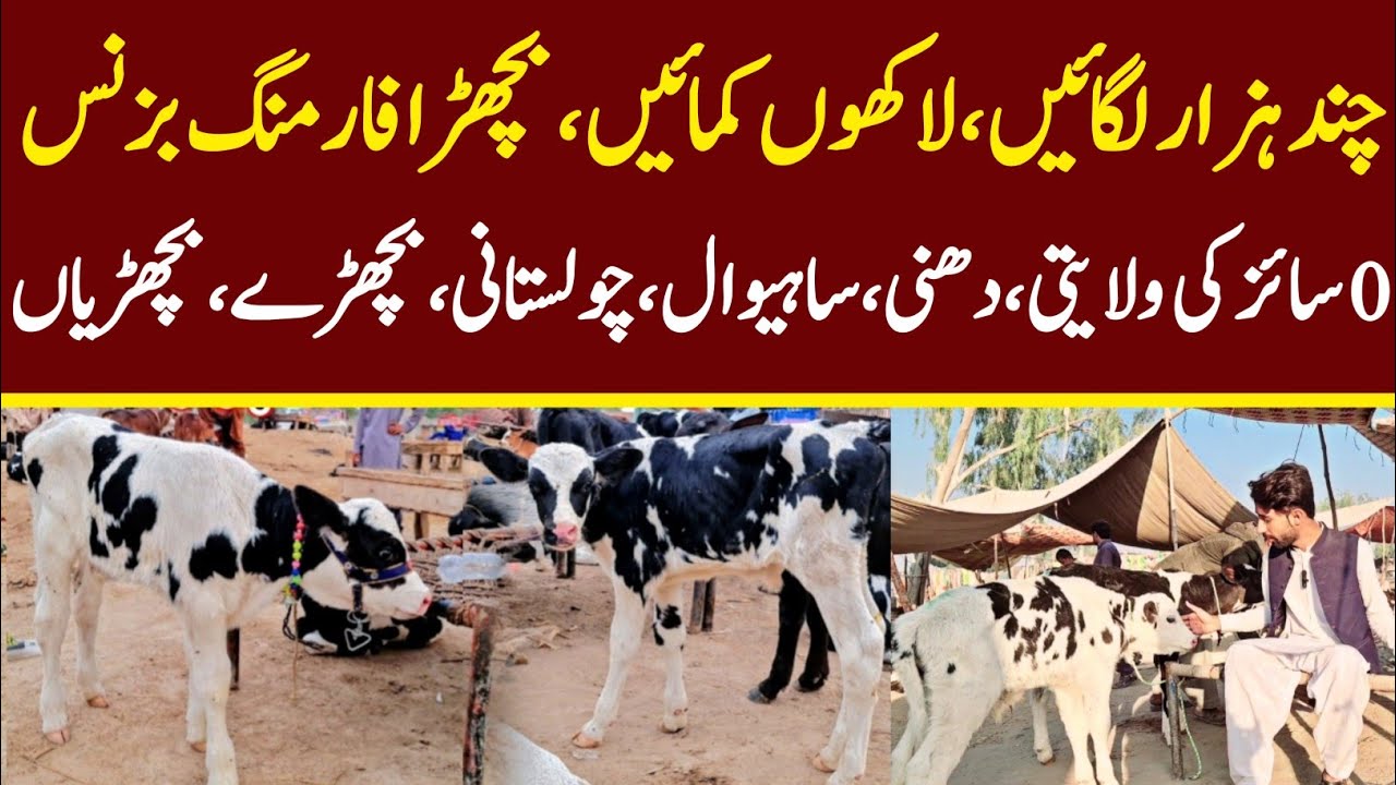 Sahiwal Calves | Dhani Calves | Sahiwal Cow Baby | Cow Calf Video - YouTube