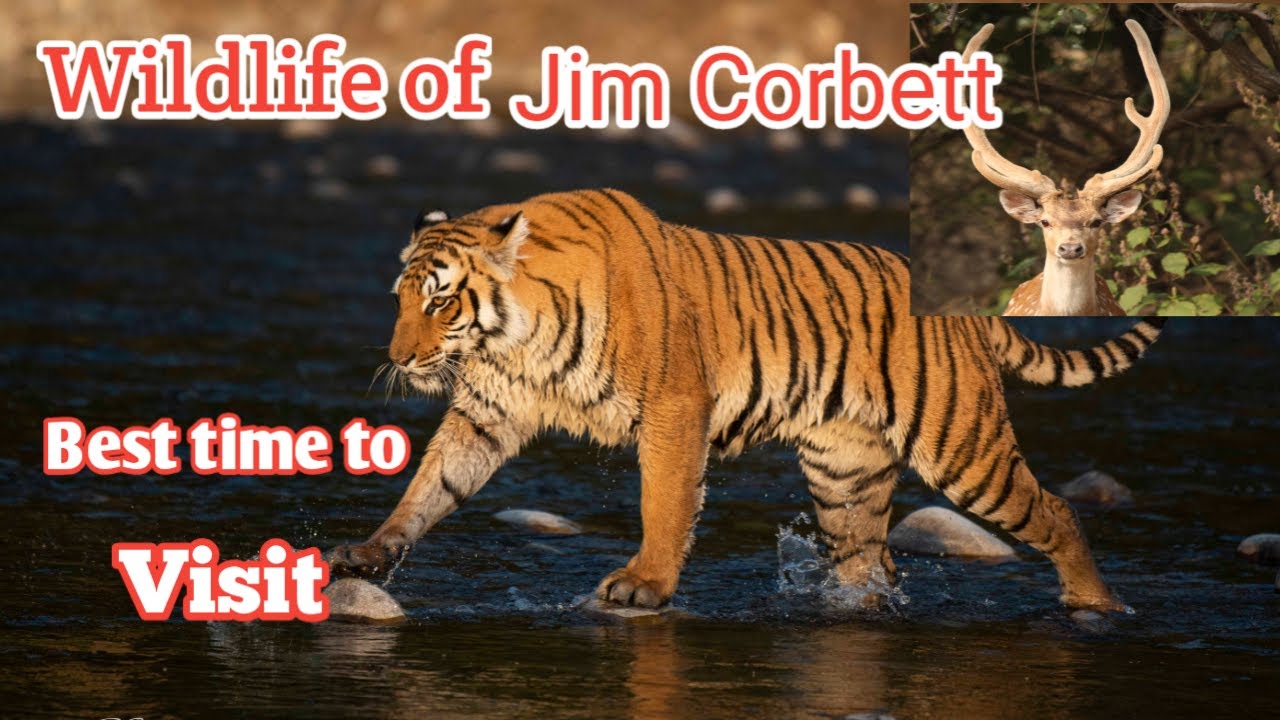 Wildlife of Jim Corbett - YouTube