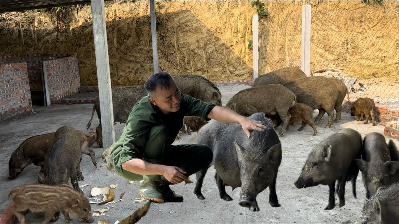 Wild boar breeding sow. Jhony weaves a bamboo basket to carry the ...