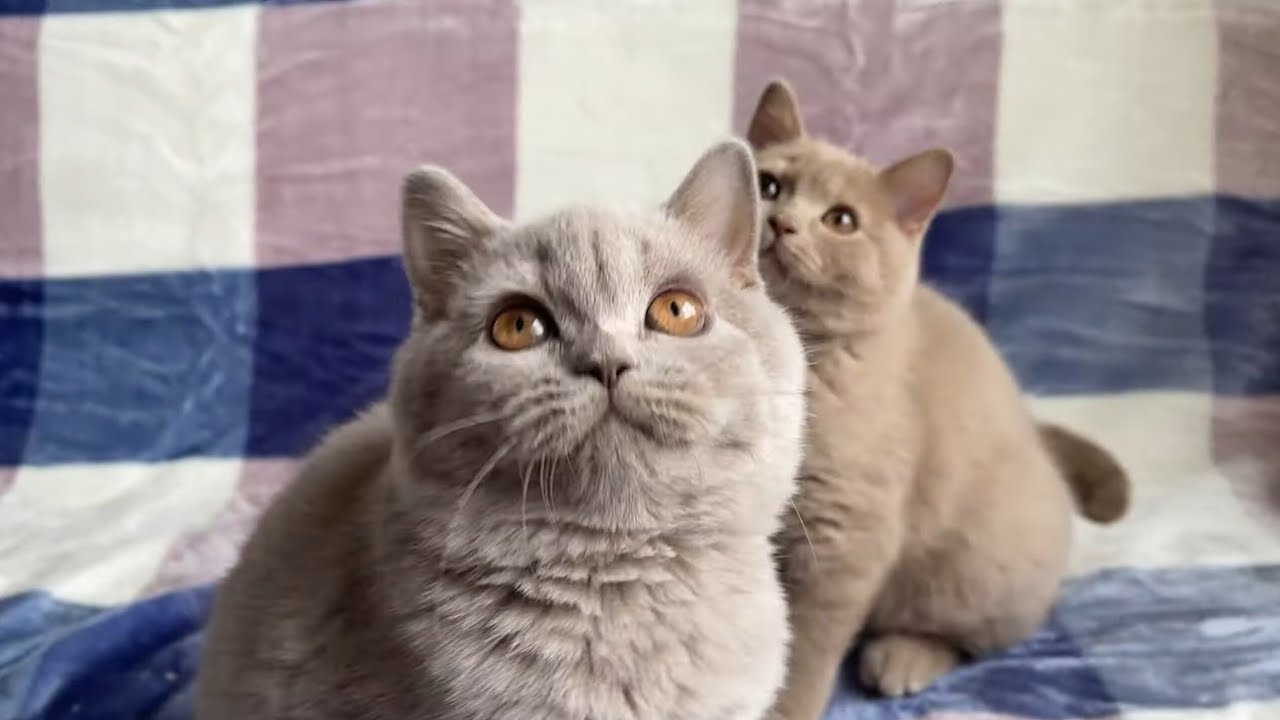 British Shorthair Fawn vs Lilac - YouTube