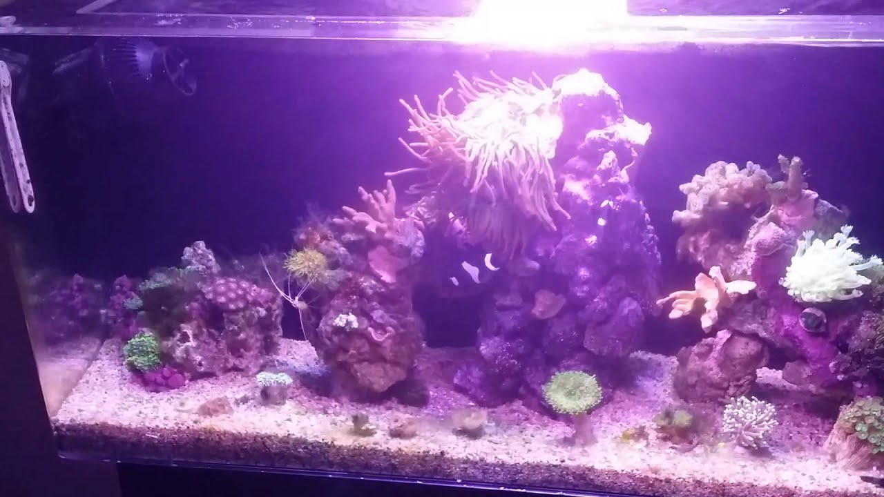 uv light for coral - YouTube