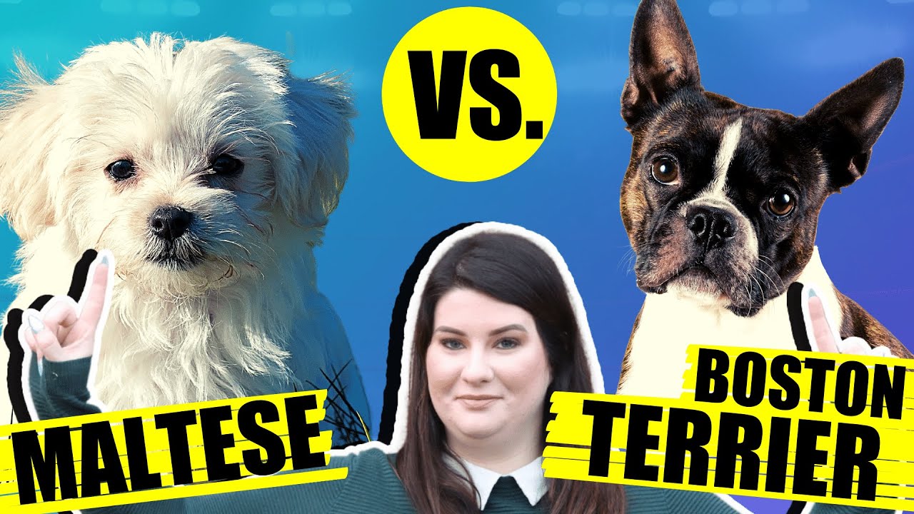 Boston Terrier Maltese