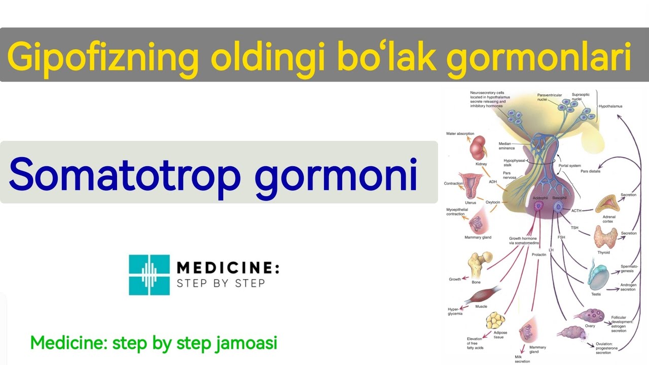 ENDOKRIN | GIPOFIZ | SOMATOTROP GORMONI - YouTube