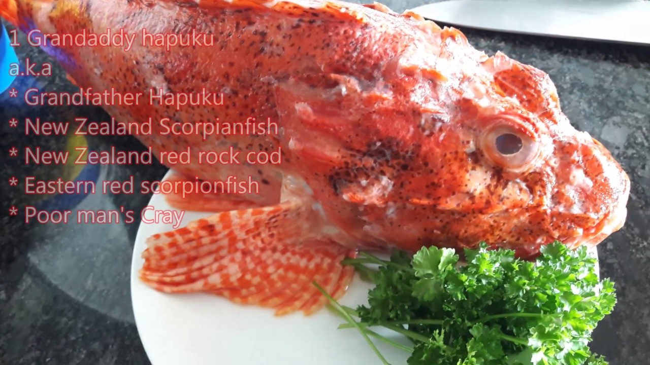 Kiwi Cooking: Grandaddy Hapuku with Coconut & Curry sauce. - YouTube