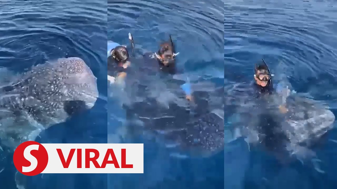 Divers upset over man in viral video riding whale shark in Semporna ...