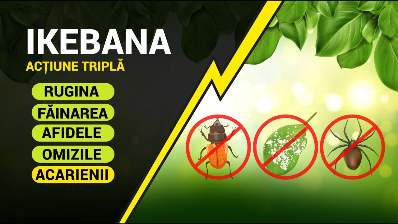 Ikebana - insecticid, fungicid şi acaricid, într-o singură aplicare ...