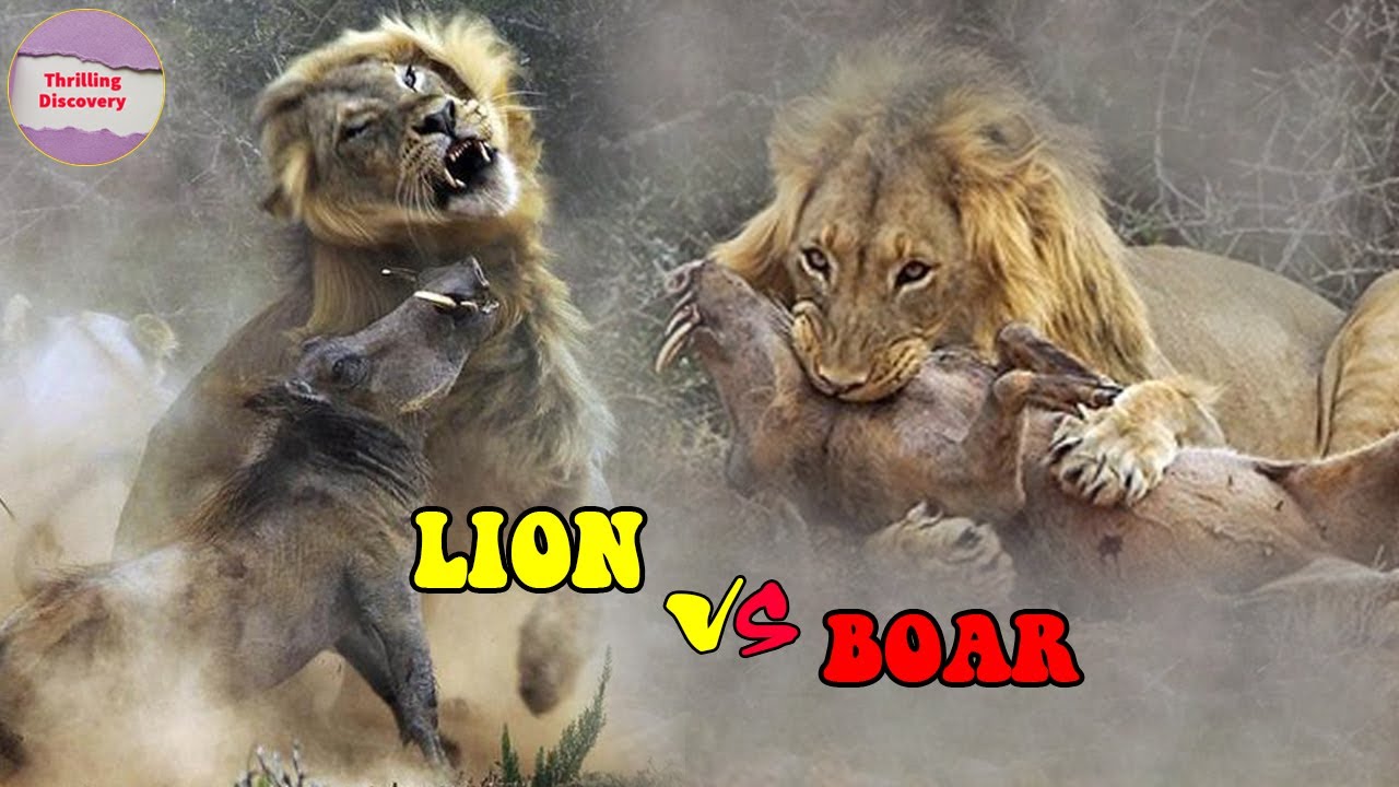 🔥TExplore The fight between wild boar and lion can be very fierce as ...