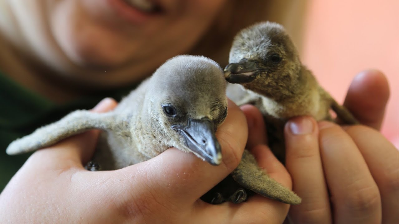 Feeding time for hungry penguin chicks - YouTube