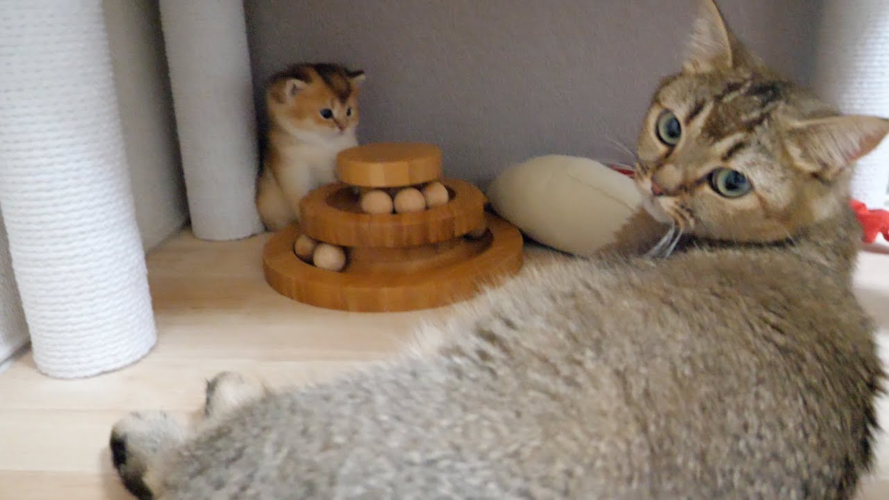 Cat Kiki is well looked after, inherited from her mother Mimi - YouTube