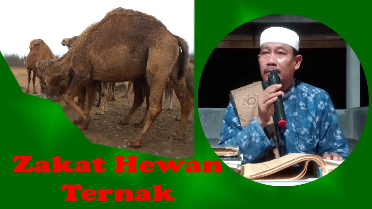 CARA MENGHITUNG ZAKAT HASIL TERNAK UNTA - YouTube