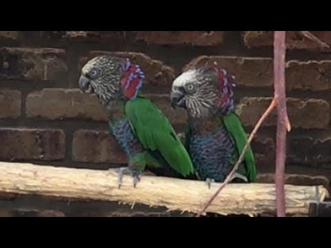 Love Making Red-Fan Parrot | Hawk-Headed Parrot | Amazing video - YouTube