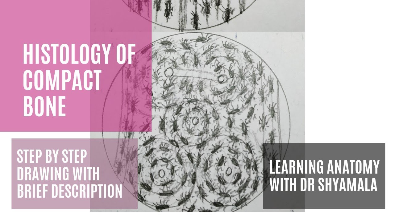 Histology of Compact bone. step by step drawing with brief description ...