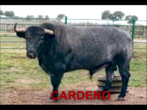 Toro de lidia - YouTube