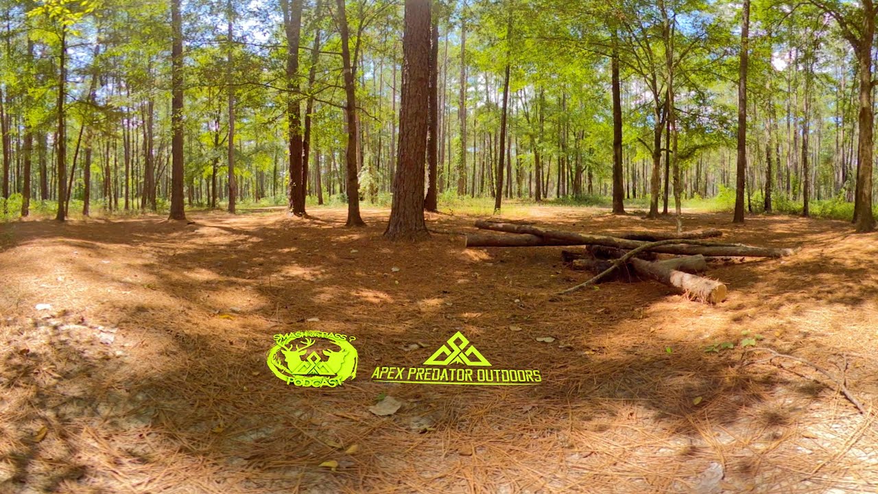 Miss the Woods? Watch this in VR and Relax - Forest Ambiance VR (Use ...