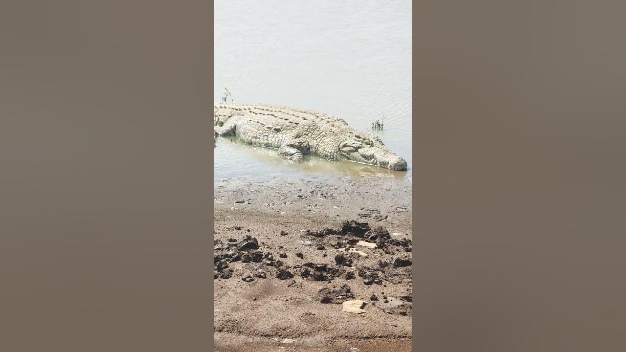 Jaw-Dropping! Massive Crocodile Spotted in Nairobi National Park - YouTube