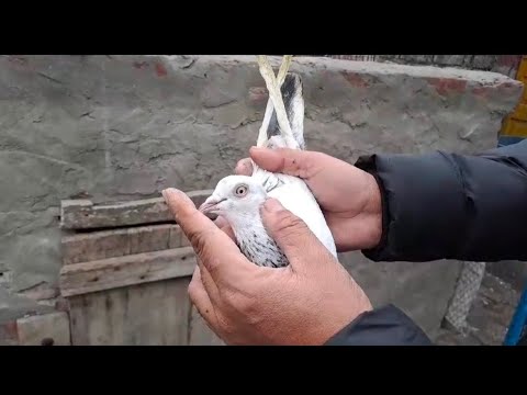 kal kitne baje aa rahe hai kabutr - YouTube