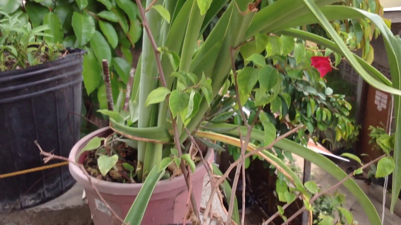 PLANTS IN VERANDA - YouTube