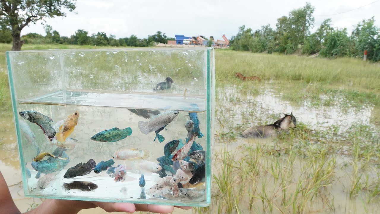 Incredible!! So Beautiful Betta Fish in Beautiful Rice Fields ...