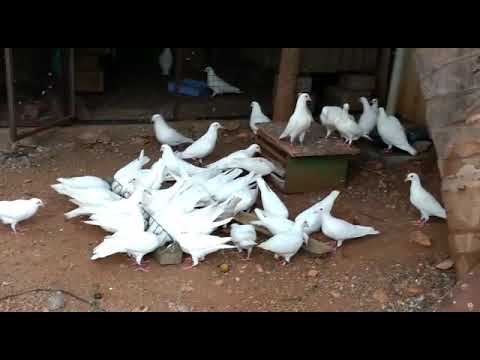 White Racing Homer For Sale - 9742749465 - YouTube