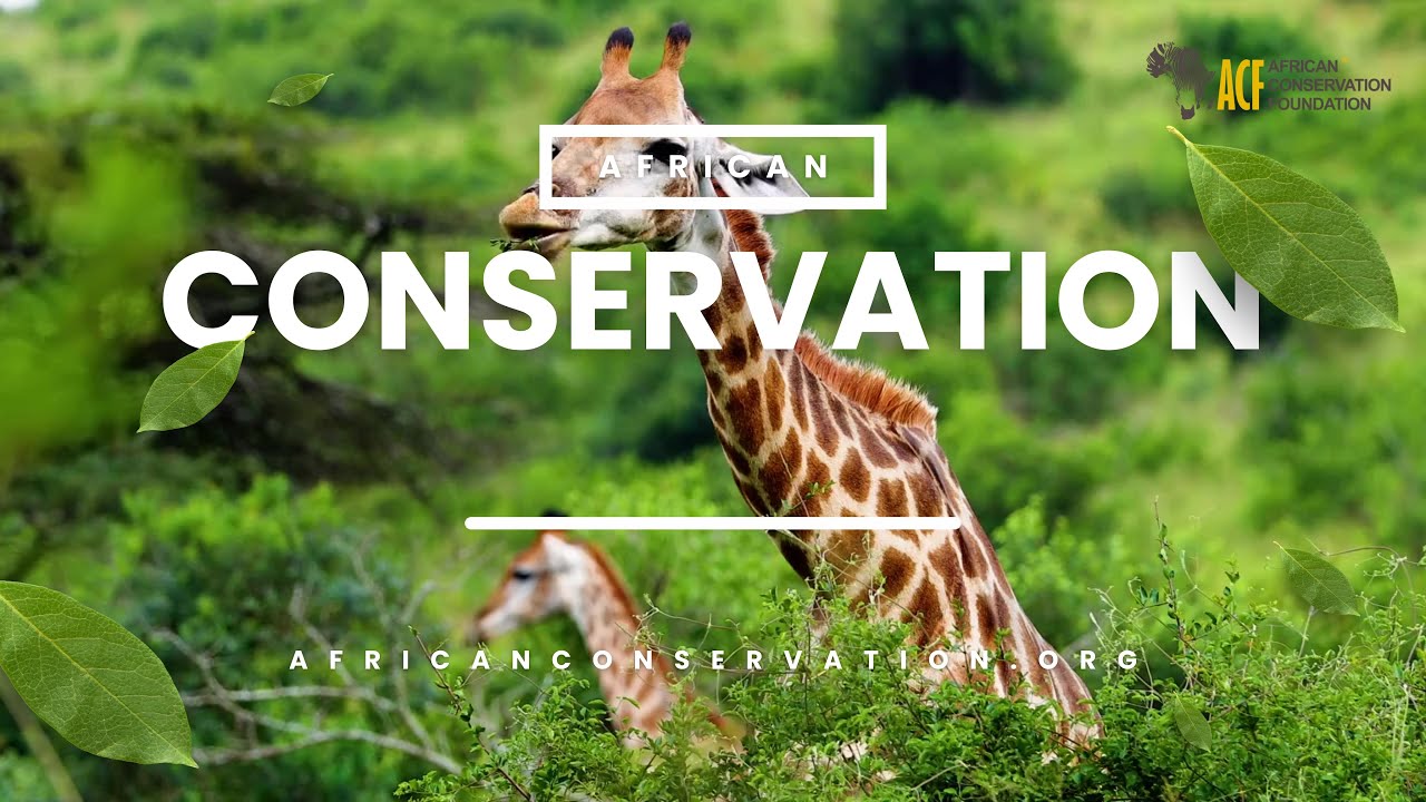 Linking people and conservation - YouTube