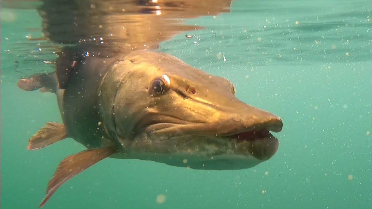 Lake Geneva Musky - Boatside figure 8 eat - YouTube