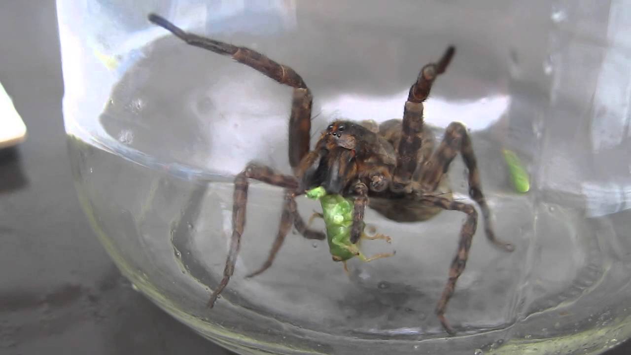 Wolf Spider vs. Cricket - YouTube