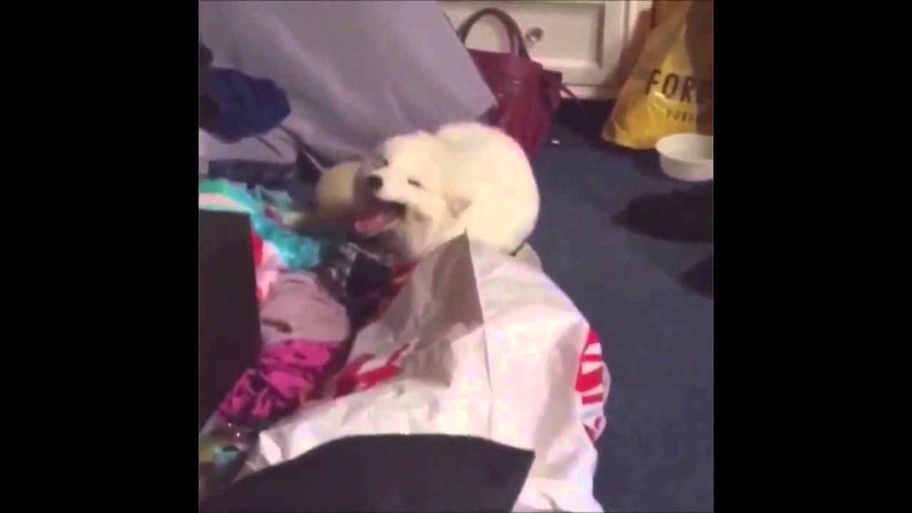 Funny dog laugh like crazy - YouTube