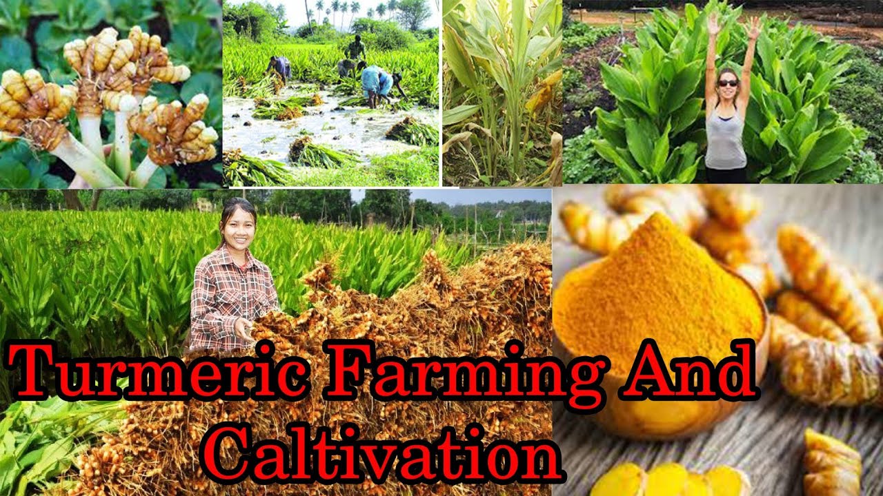 Turmeric farming, cultivation and hervesting amazing agriculture ...