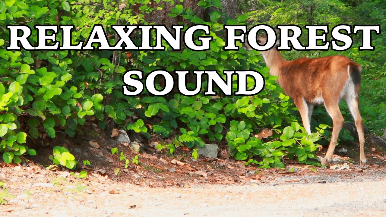 Forest Sound for Sleeping | Relaxing Nature Sounds | Relaxing Forest ...