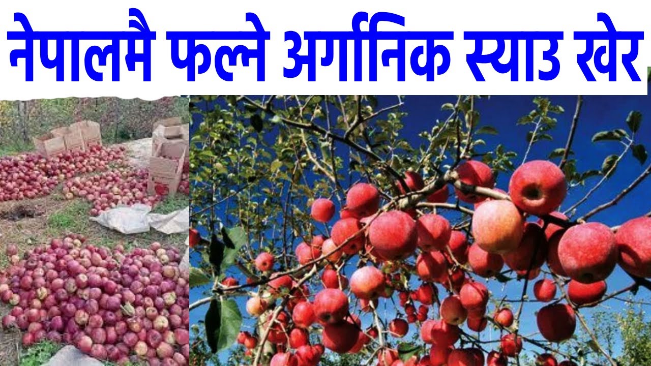 Organic apples grown in Nepal नेपालमै फल्ने अर्गानिक स्याउ खेर गएको ...