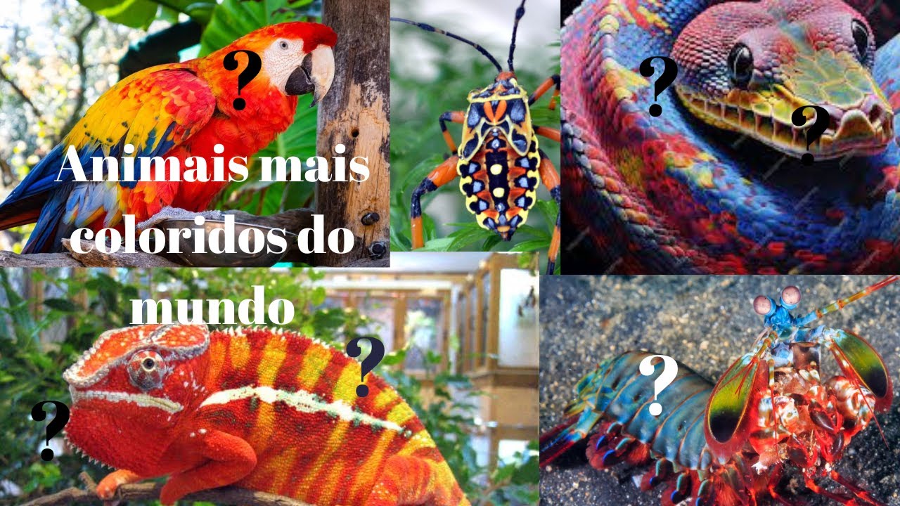 Animais mais coloridos do mundo - YouTube