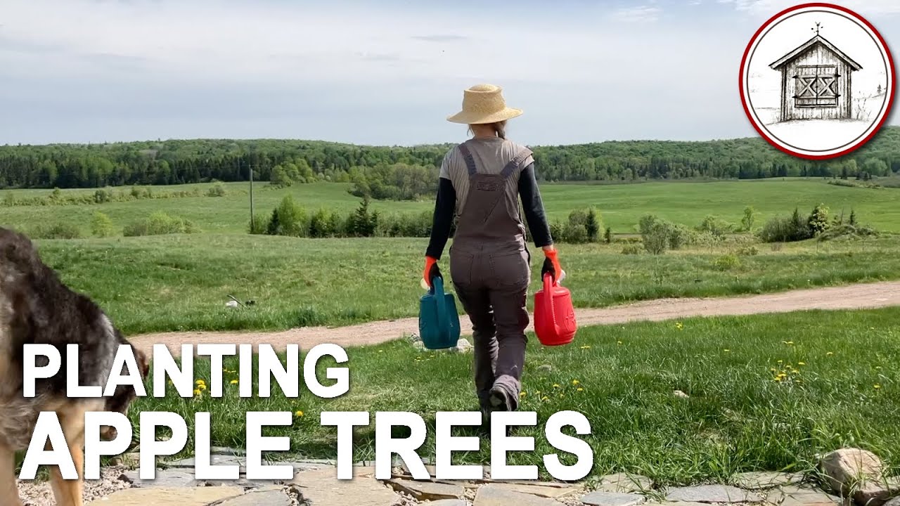 Planting Apple Trees on the Farm - YouTube