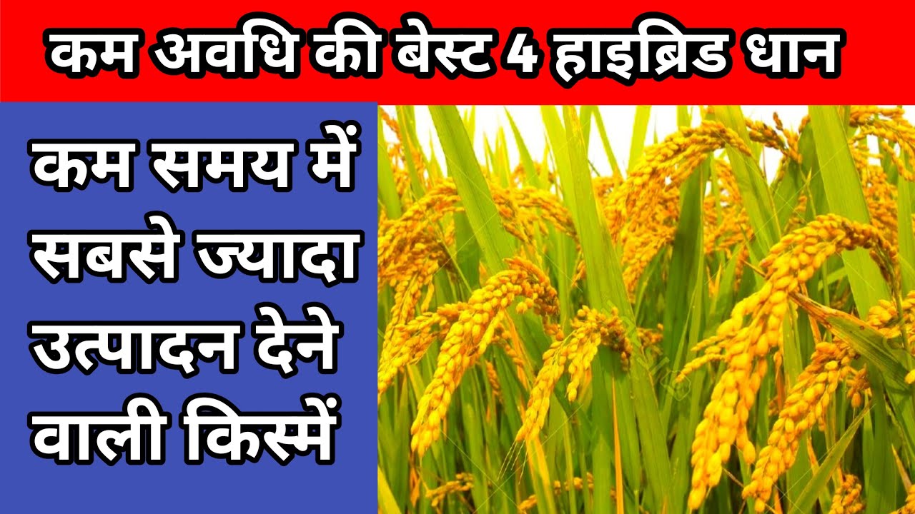 Short Duration Paddy Varieties| Dhan Ki Variety| Short Duration Paddy ...